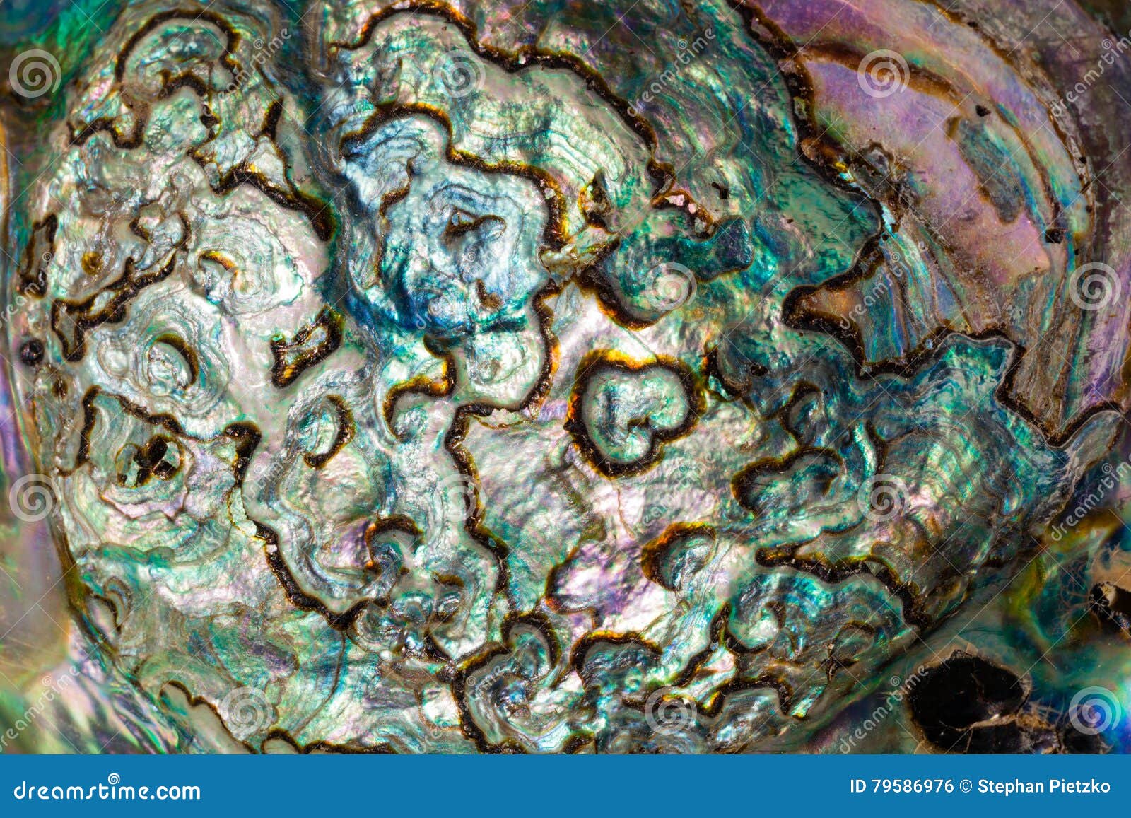 Nácar Textura Do Shell De Paua Ou De Olmo Foto de Stock - Imagem de ...