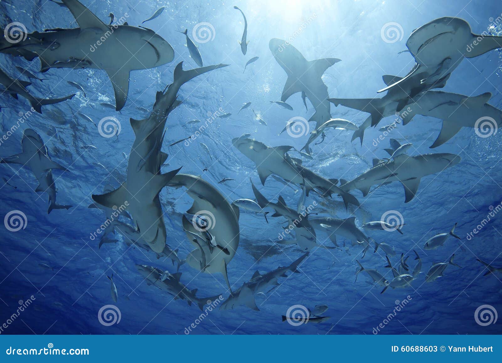 NÃ©gaprion Brevirostris/GROUP DE REQUIN De CITRON Image stock - Image ...