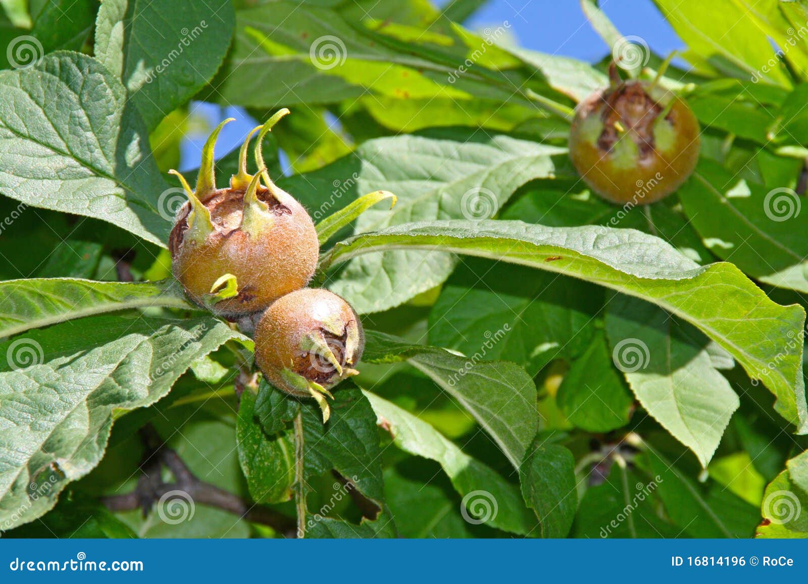 Nêspera - Fruta Rara Com Gosto Excelente Foto de Stock - Imagem de ...