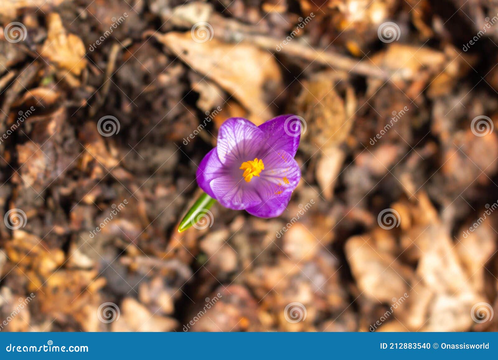 N Closeup of Young Purple Forest Flower Stock Photo - Image of closeup ...