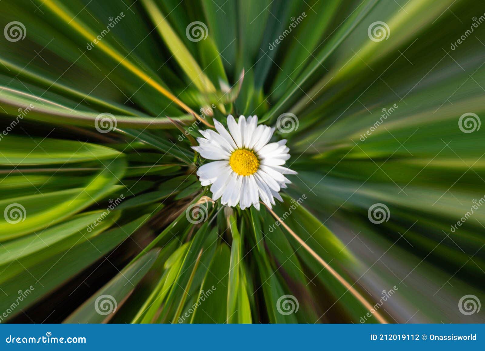 N Daisy Abstract Background Stock Photo - Image of natural, daisy ...