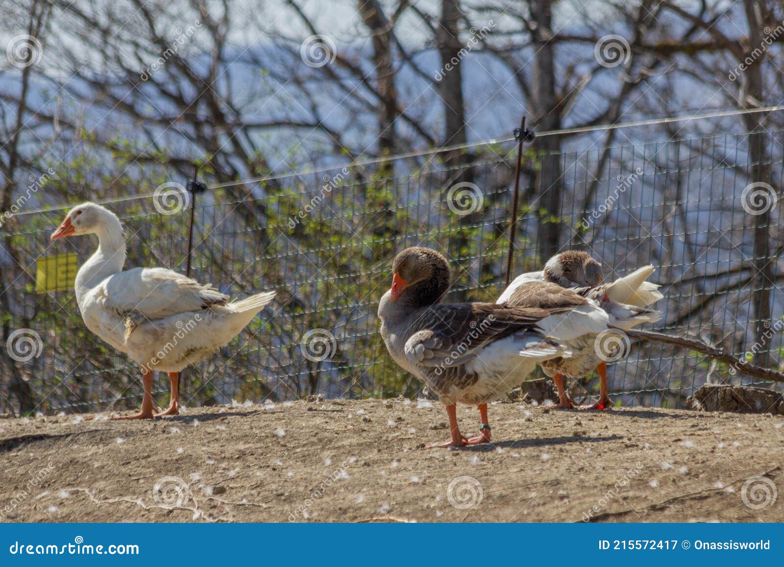 N Ducks and Geese stock image. Image of eggs, geese - 215572417