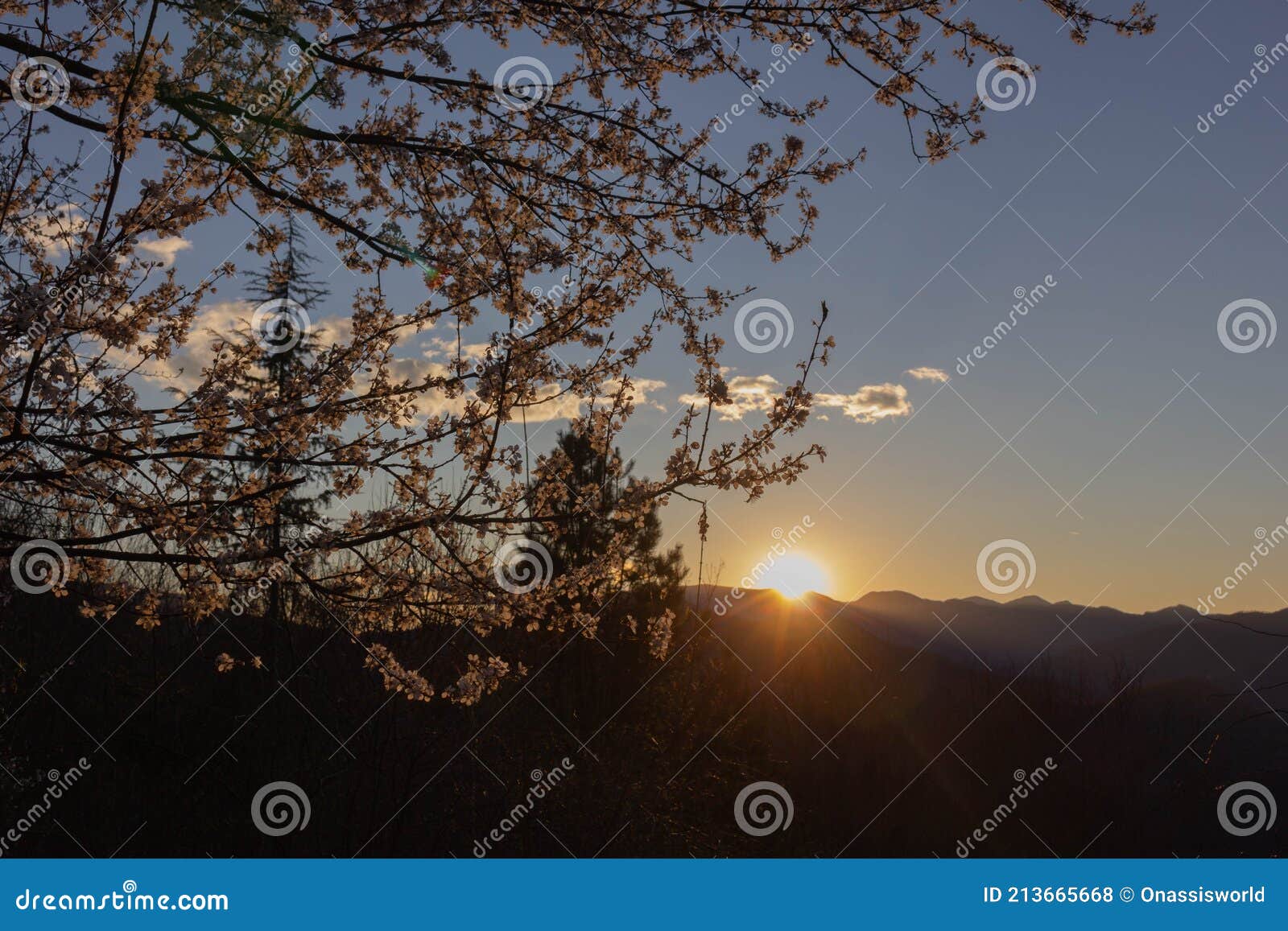 N Evening Sunset Forest Plants and Flowers Stock Photo - Image of ...