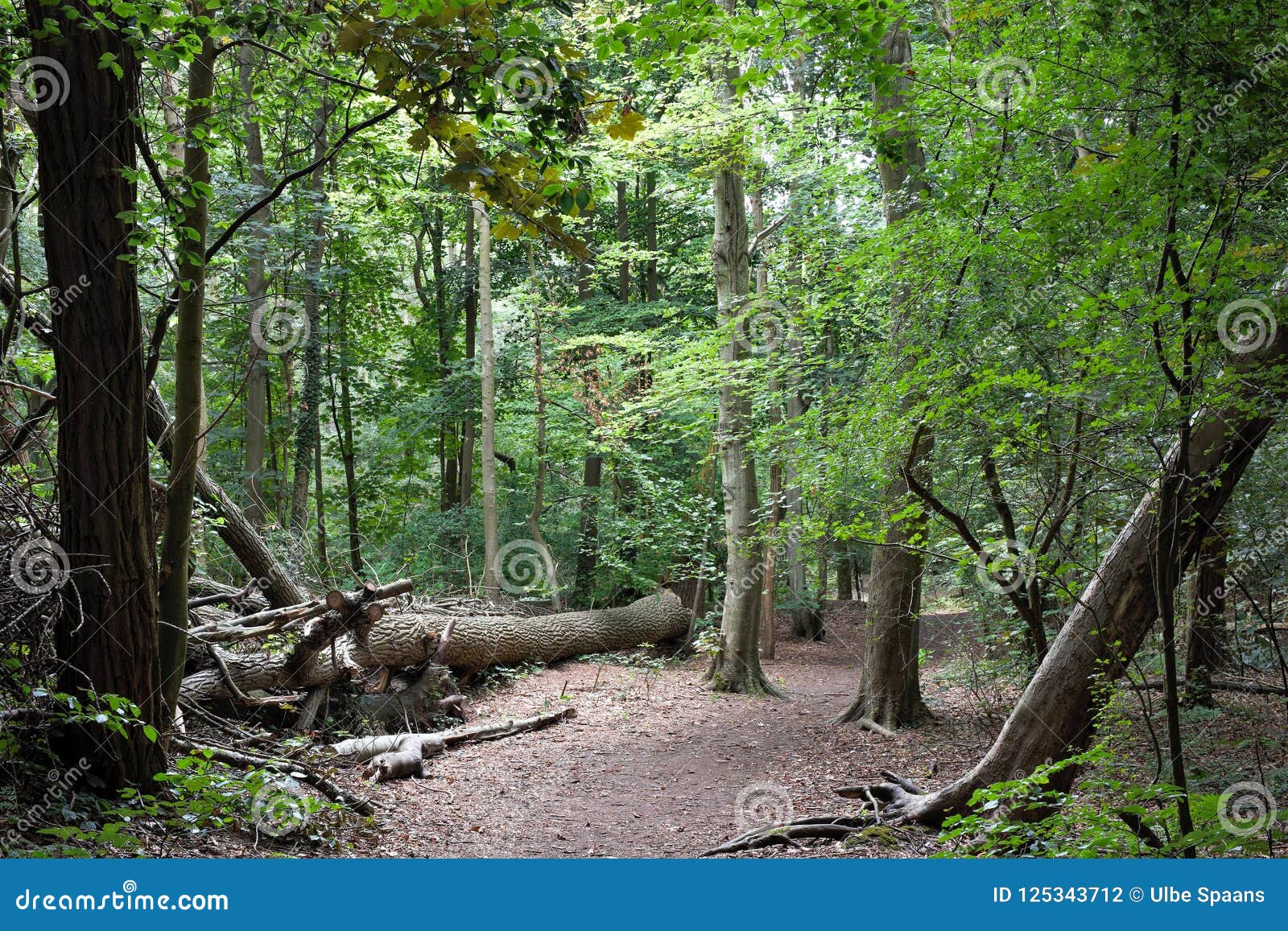 Fallen tree in the forest stock photo. Image of nature - 125343712