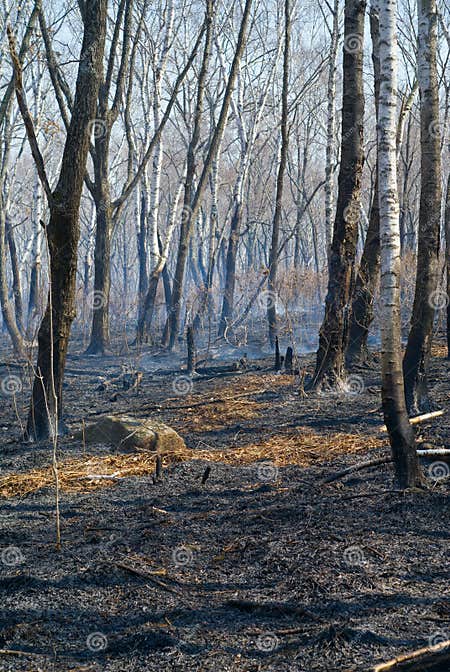 Na bosbrand 5 stock foto. Image of ontploffing, gevaar - 19473806