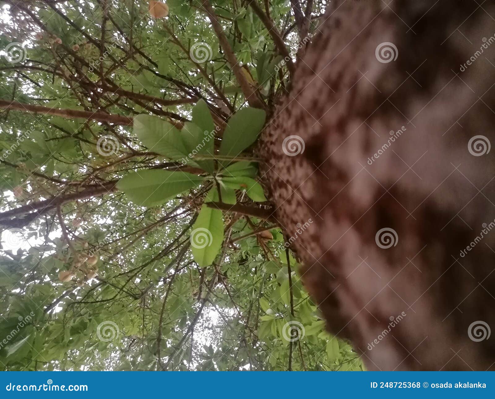 Na flower trees stock photo. Image of woodland, deciduous - 248725368