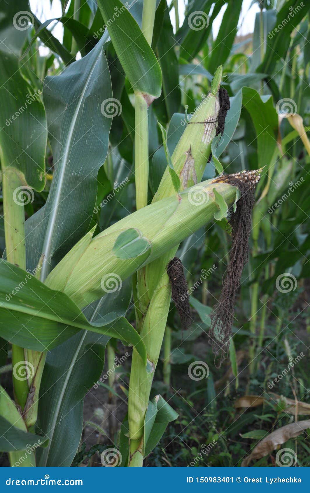 Na Haste Do Milho Amadurece a Espiga Imagem de Stock - Imagem de ...