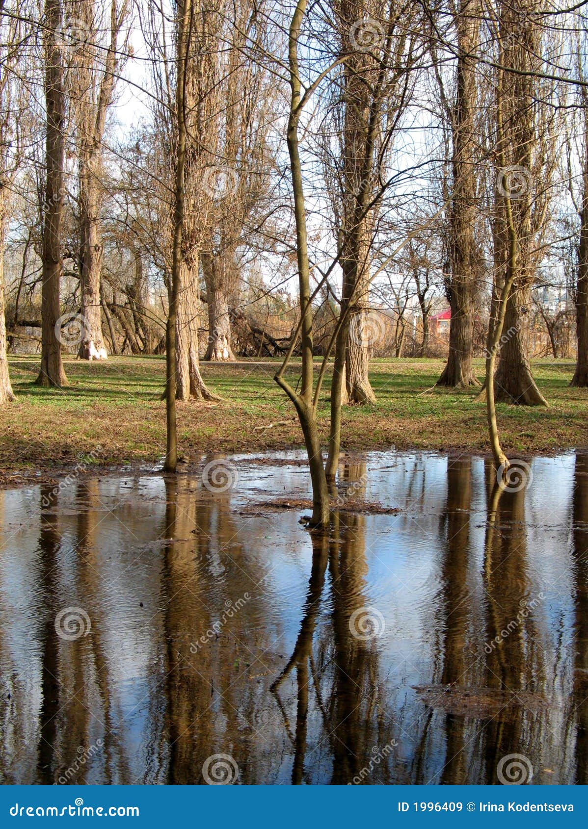 Naakte Bomen Die in Water Worden Weerspiegeld Stock Afbeelding - Image ...