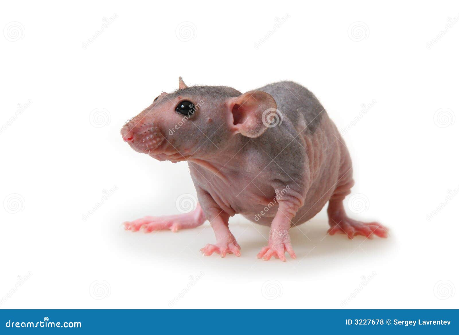 Naakte rat stock foto. Image of kaal, bakkebaard, ongedierte - 3227678