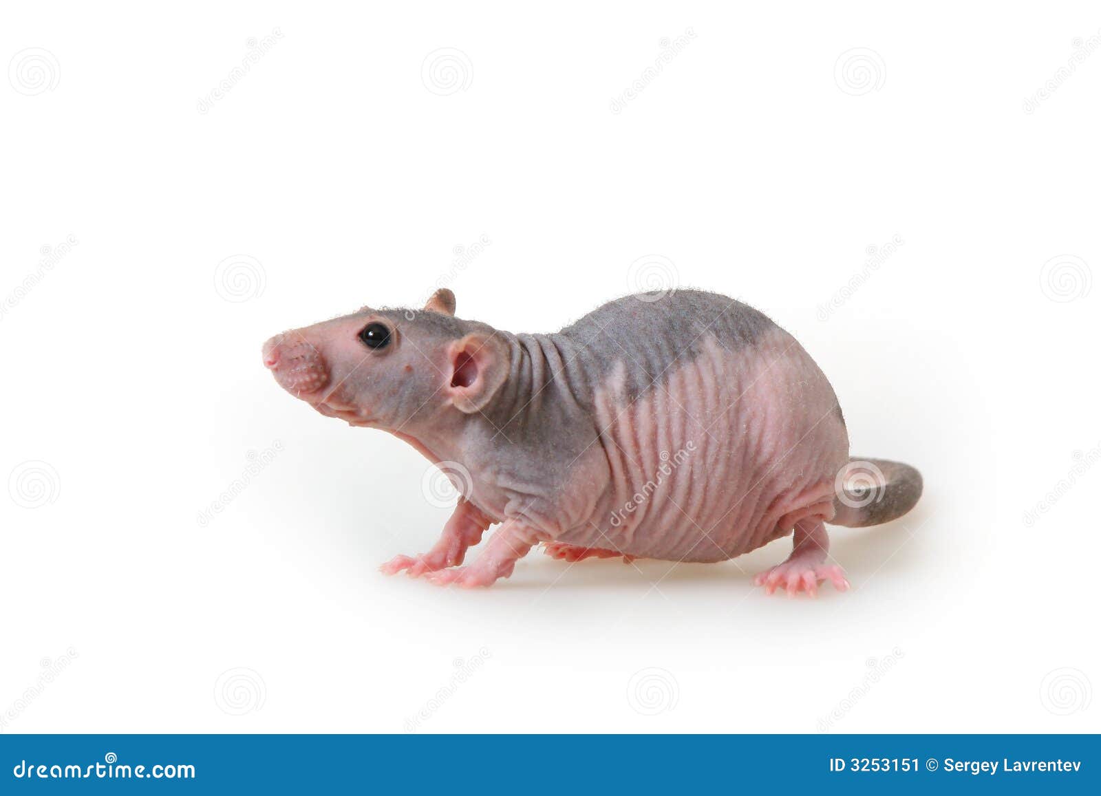 Naakte rat stock afbeelding. Image of portret, jaar, onplezierig - 3253151