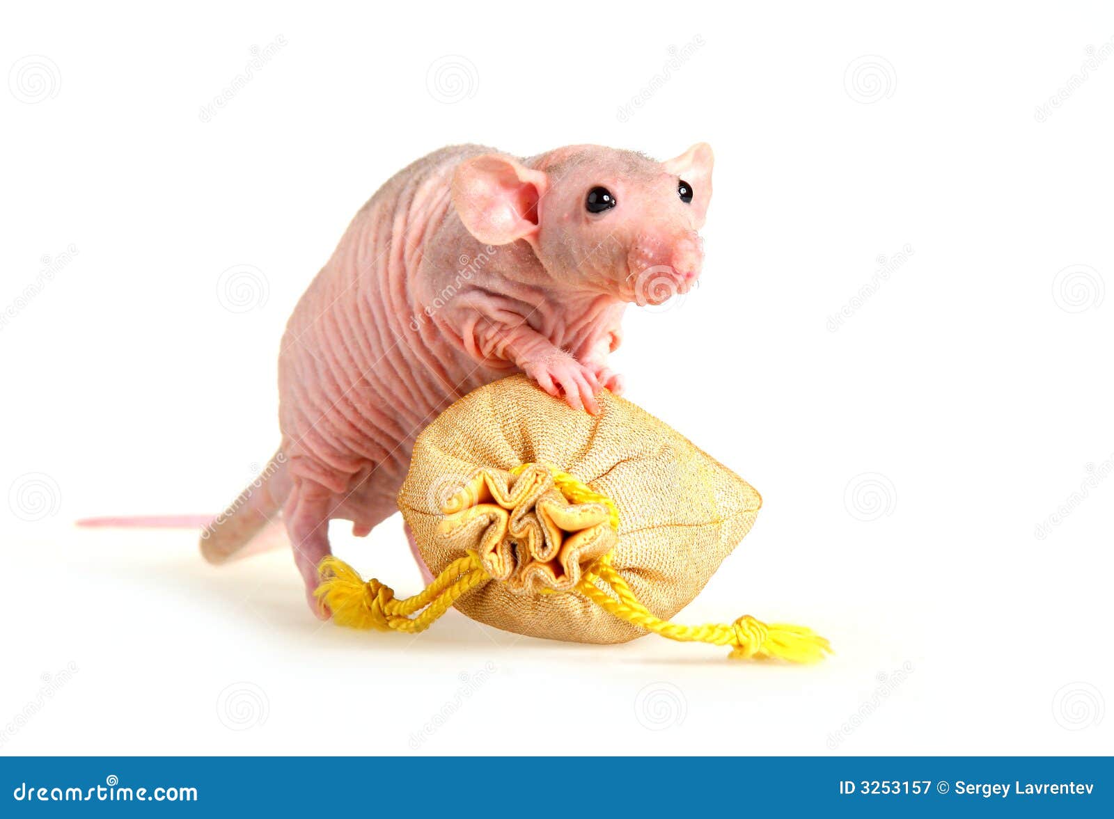 Naakte rat stock afbeelding. Image of muis, kaal, ellende - 3253157