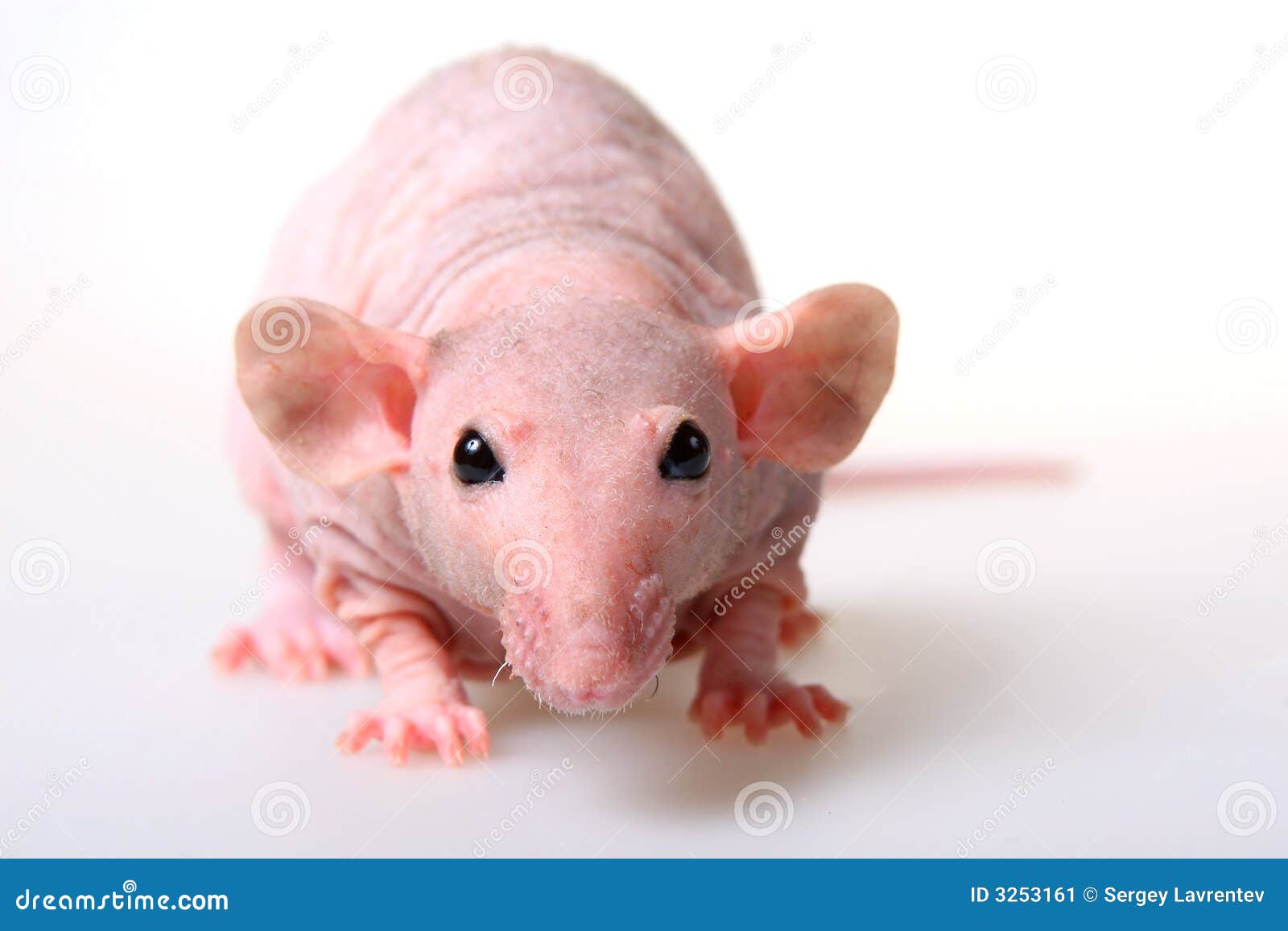 Naakte Rat Stock Afbeelding - Afbeelding: 3253161