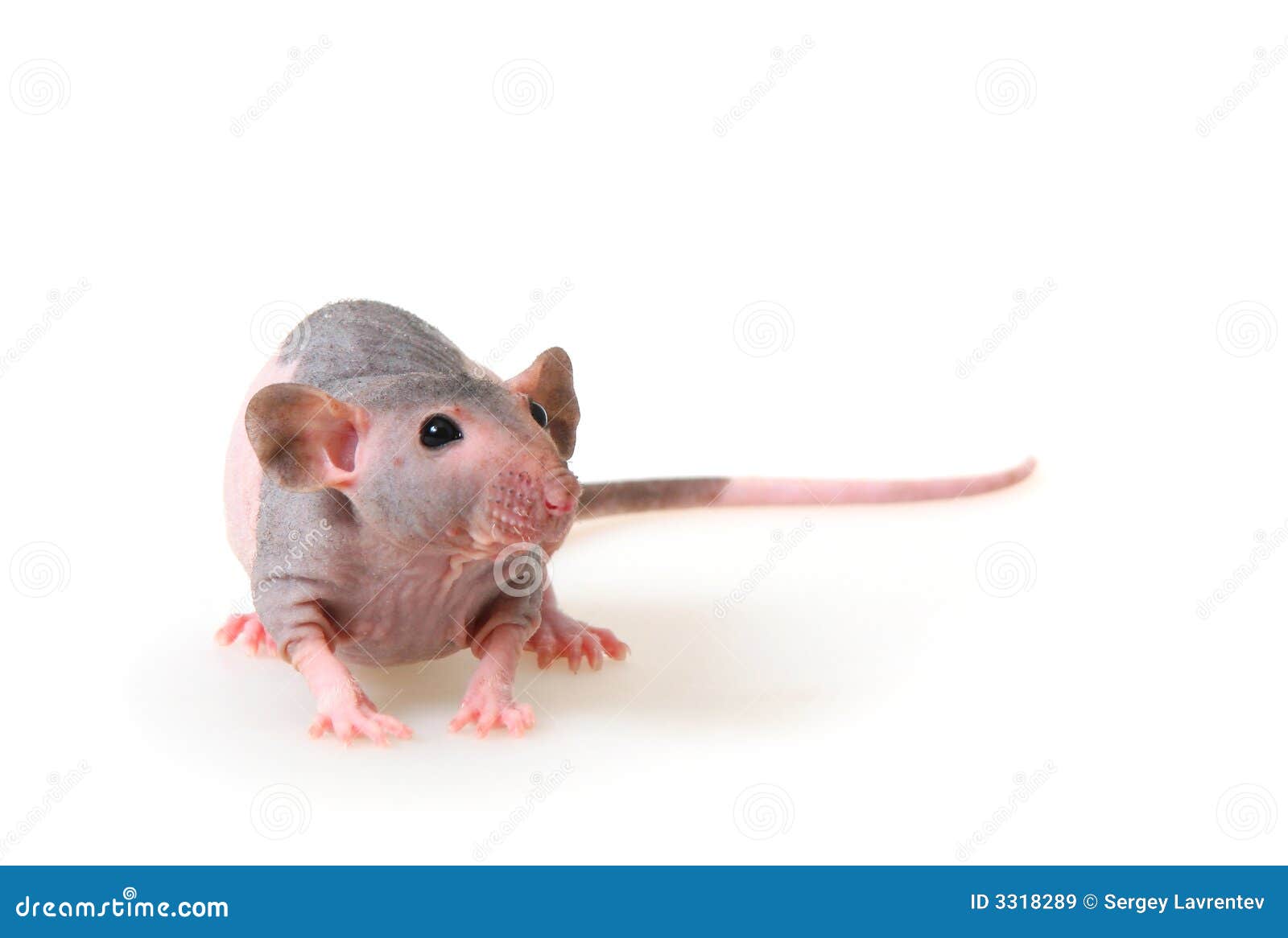 Naakte rat stock afbeelding. Image of zoogdier, portret - 3318289