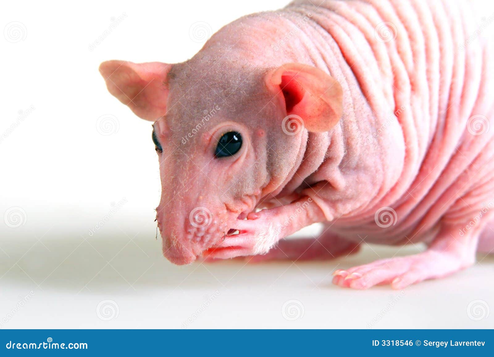 Naakte rat stock foto. Image of gooi, dier, lelijk, nanometer - 3318546