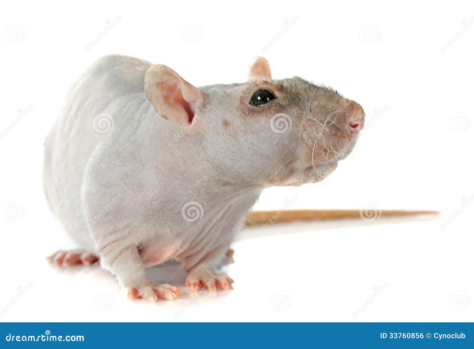 Naakte rat stock foto. Image of nanometer, haarloos, nuance - 33760856