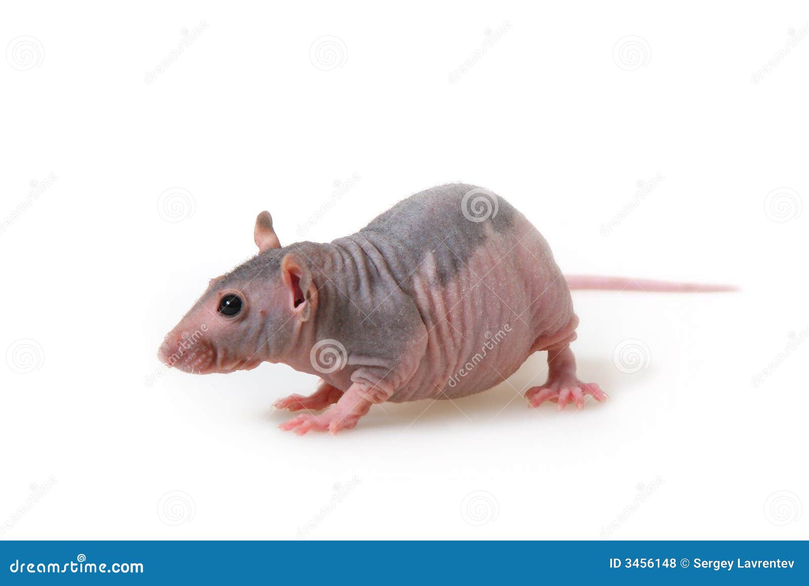 Naakte rat stock foto. Image of muis, haarloos, knaagdier - 3456148