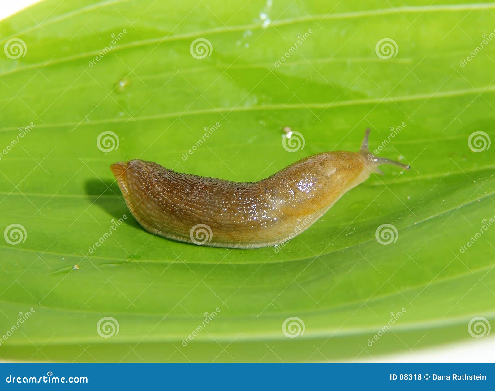 Naaktslak stock foto. Image of ongedierte, zomer, lente, naaktslak - 8318