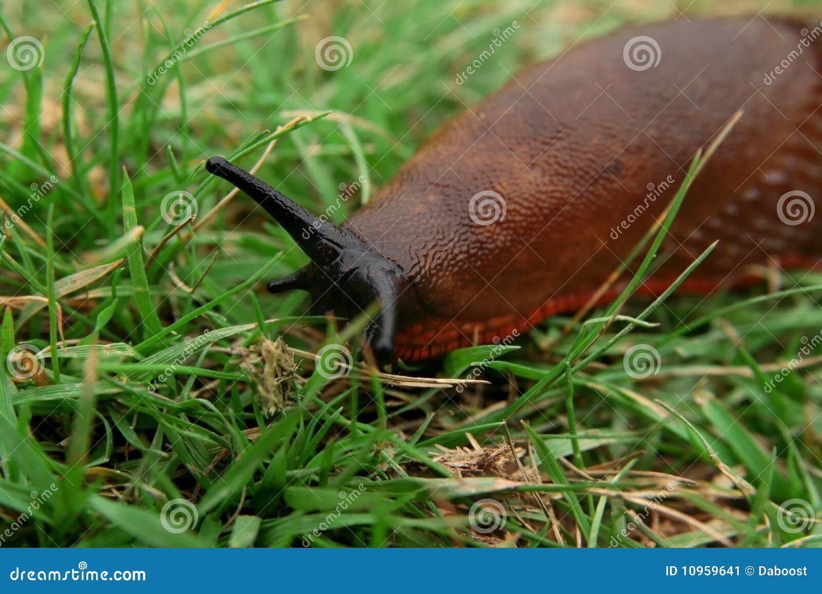 Naaktslak stock afbeelding. Image of macro, langzaam - 10959641