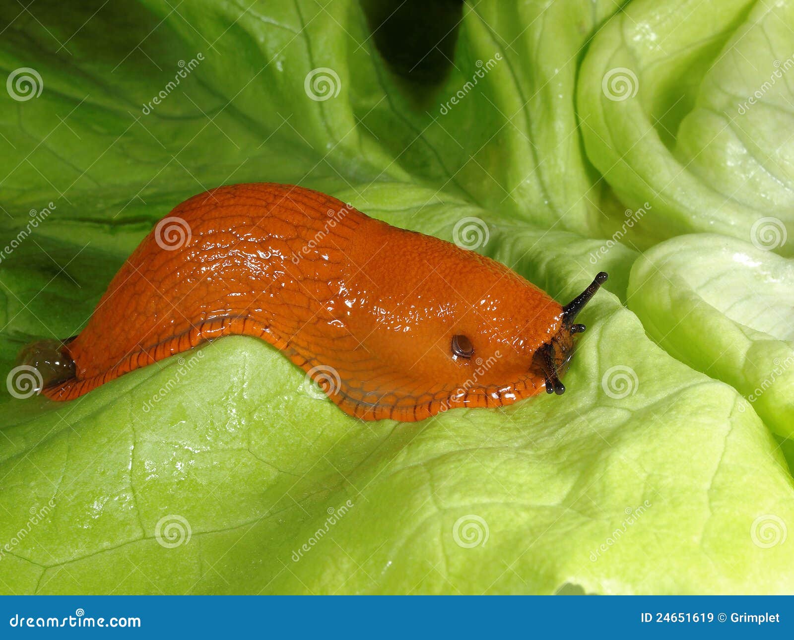 Naaktslak stock afbeelding. Image of slak, naaktslak - 24651619