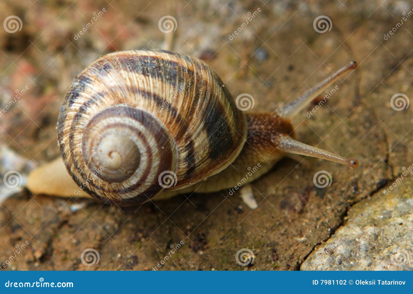 Naaktslak stock foto. Image of glad, weekdier, gomachtig - 7981102