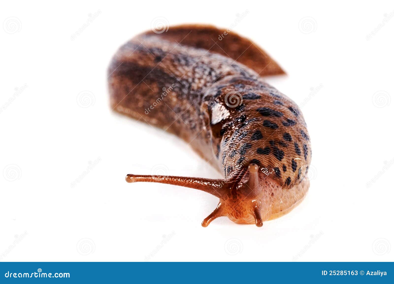 Naaktslak Op Een Witte Achtergrond Stock Afbeelding - Image of ...