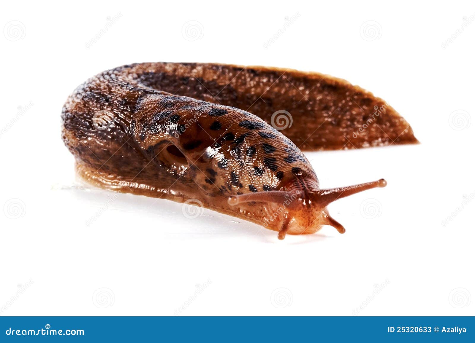 Naaktslak Op Een Witte Achtergrond Stock Afbeelding - Image of ...