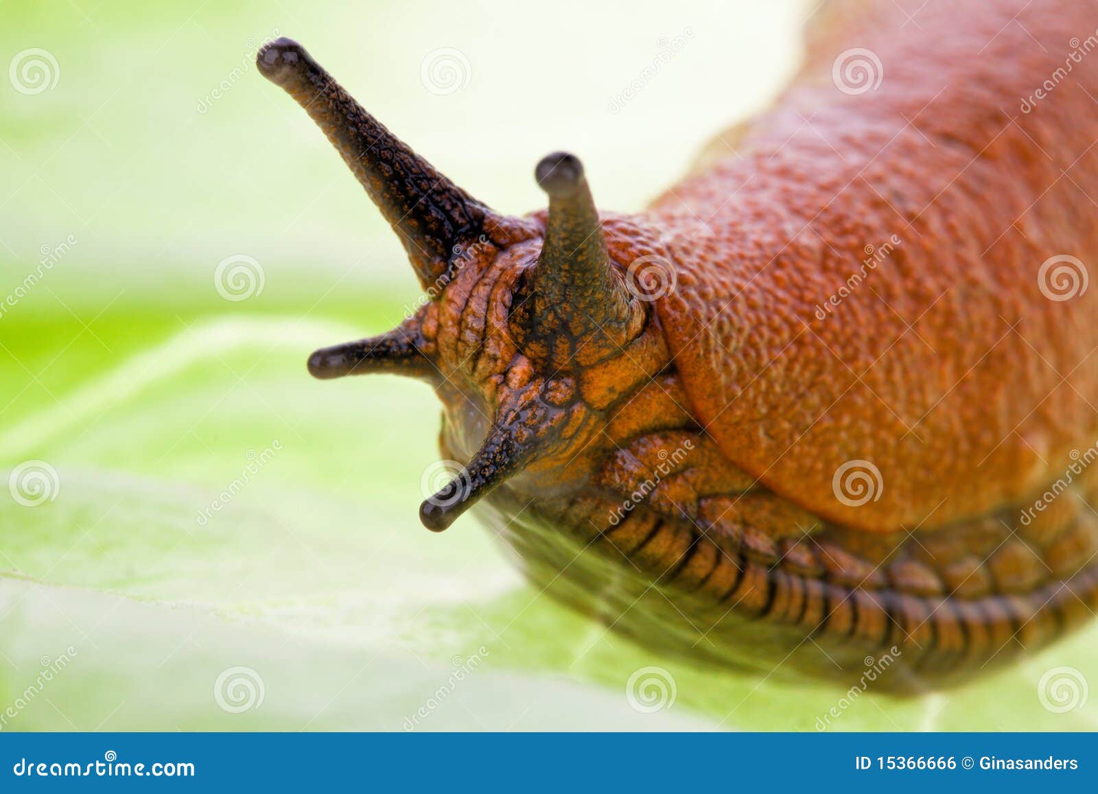 Naaktslak op slablad stock foto. Image of tuin, dier - 15366666