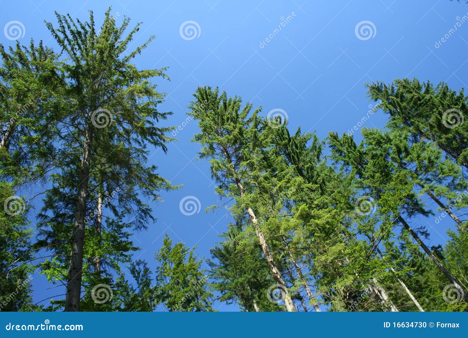 Naald bomen stock foto. Image of domein, groen, boom - 16634730