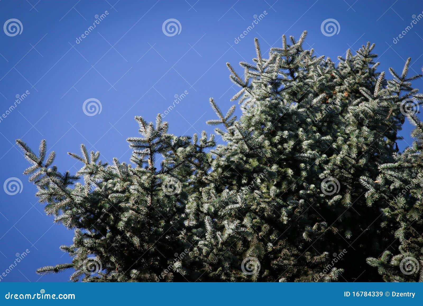 Naald boom stock afbeelding. Image of mooi, sparren, nave - 16784339