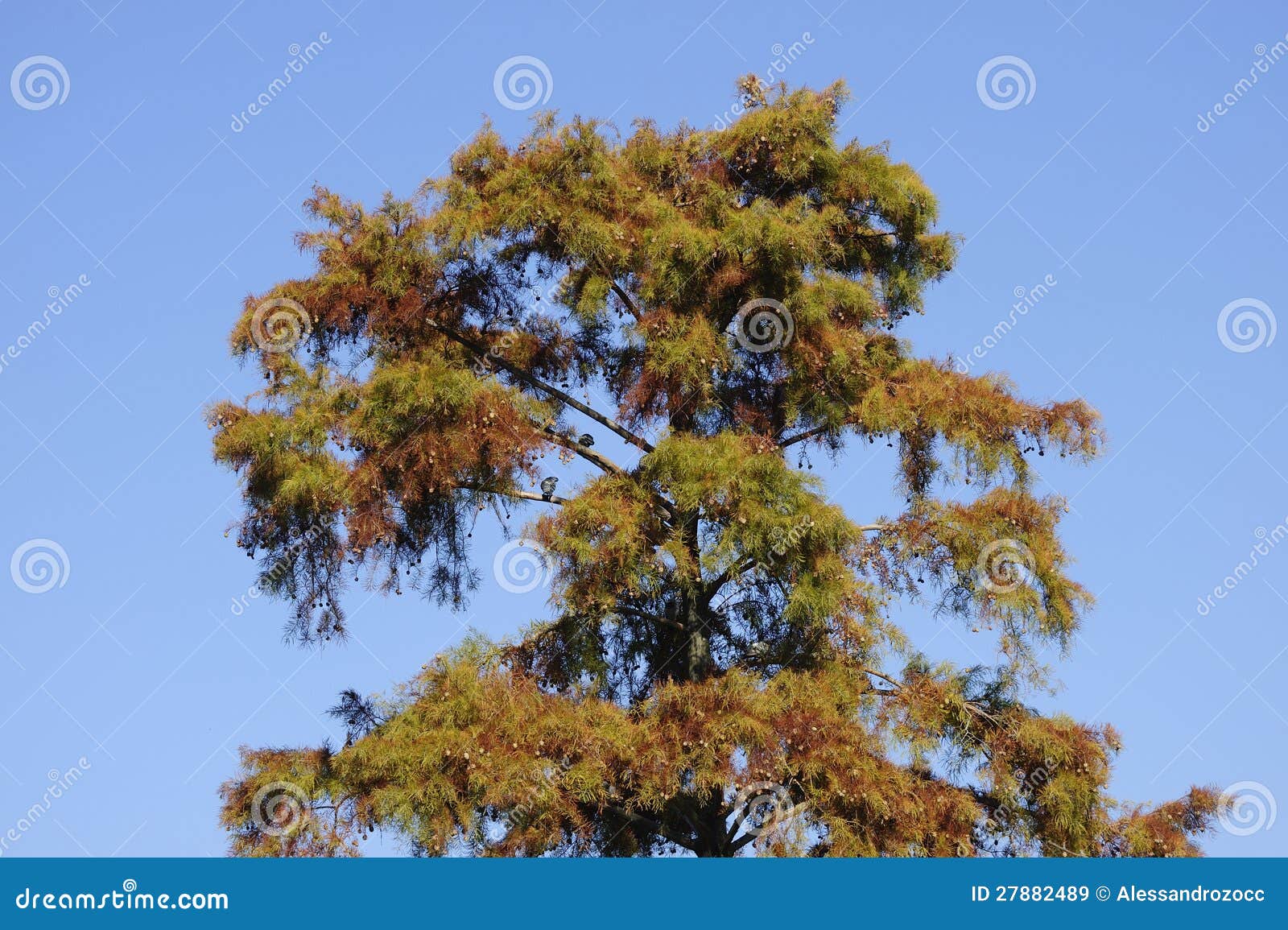 Naald boom in de Herfst stock afbeelding. Image of seizoen - 27882489