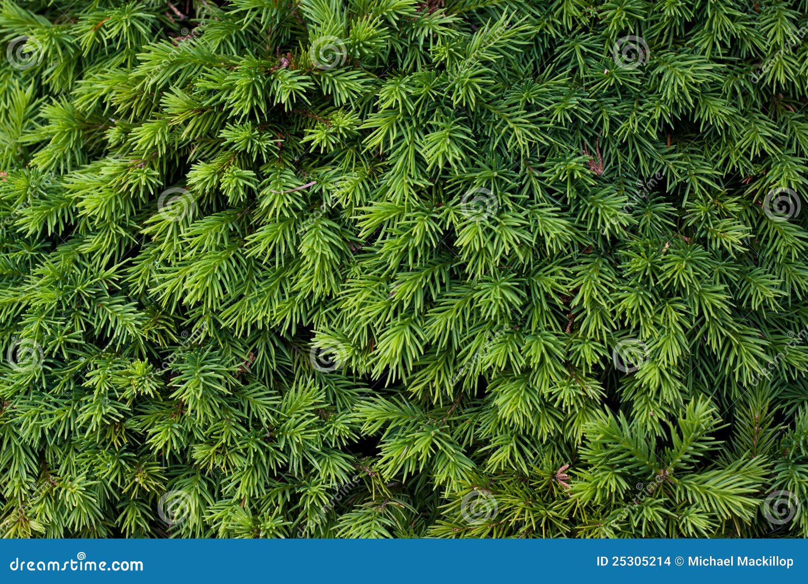 Naald Struik stock foto. Image of naald, struik, installatie - 25305214