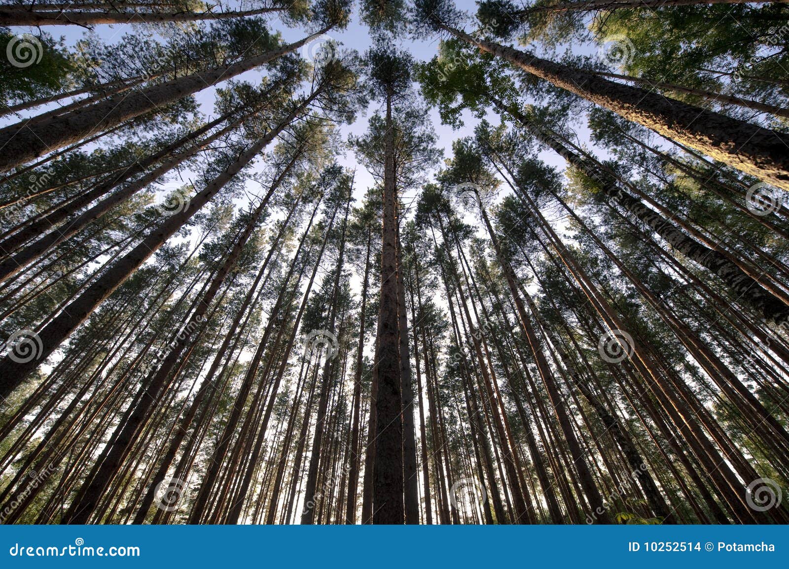 Naaldbomen stock foto. Image of ecologie, naaldboom, nave - 10252514