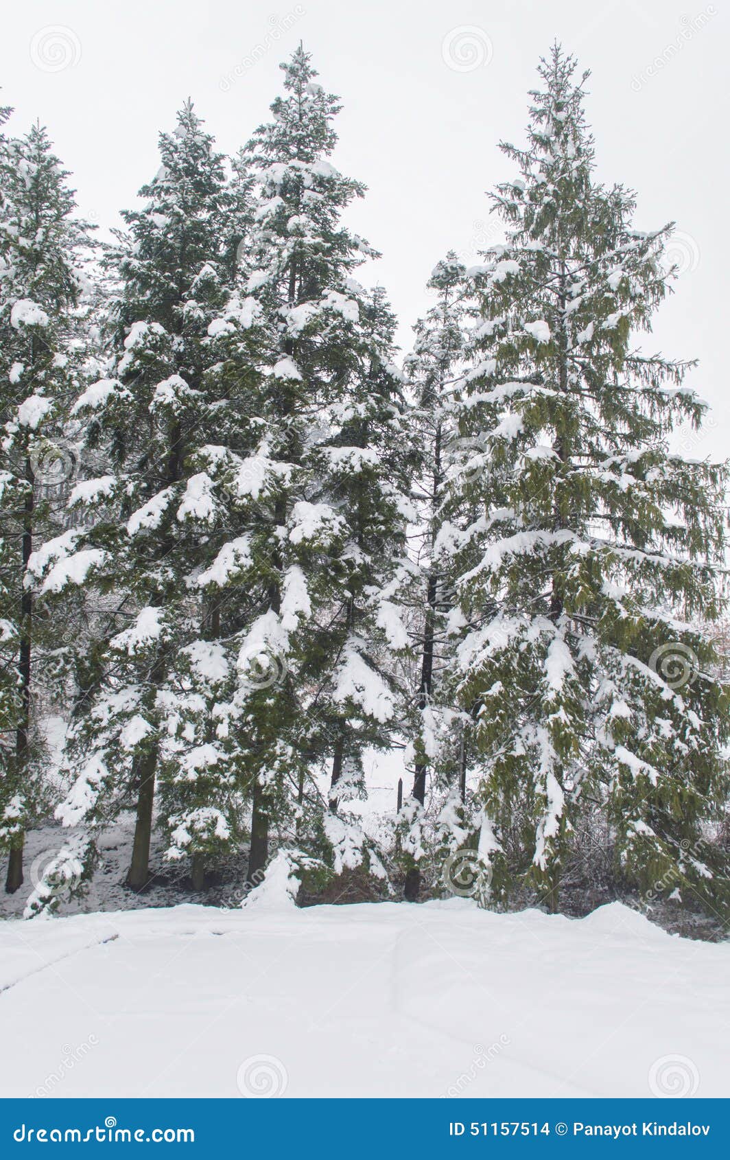 Naaldbomen stock foto. Image of growth, pijnboom, achtergrond - 51157514