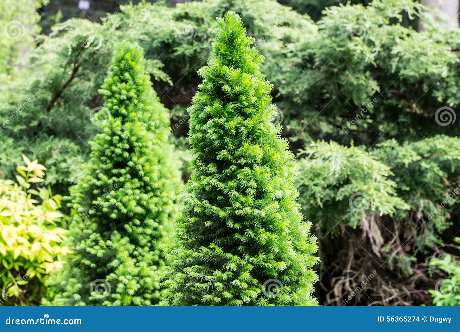 Naaldbomen stock foto. Image of vegetatie, groen, tuin - 56365274