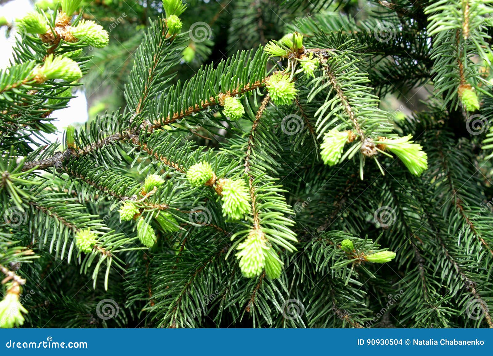 Naaldbomen stock foto. Image of groen, pijnbomen, helder - 90930504