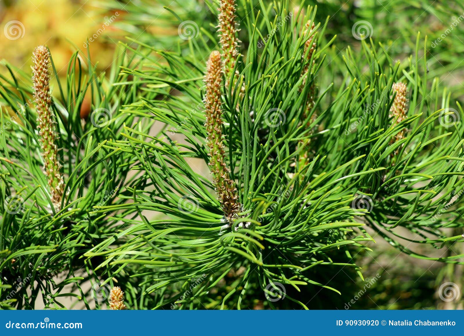 Naaldbomen stock foto. Image of naalden, pijnbomen, sparren - 90930920