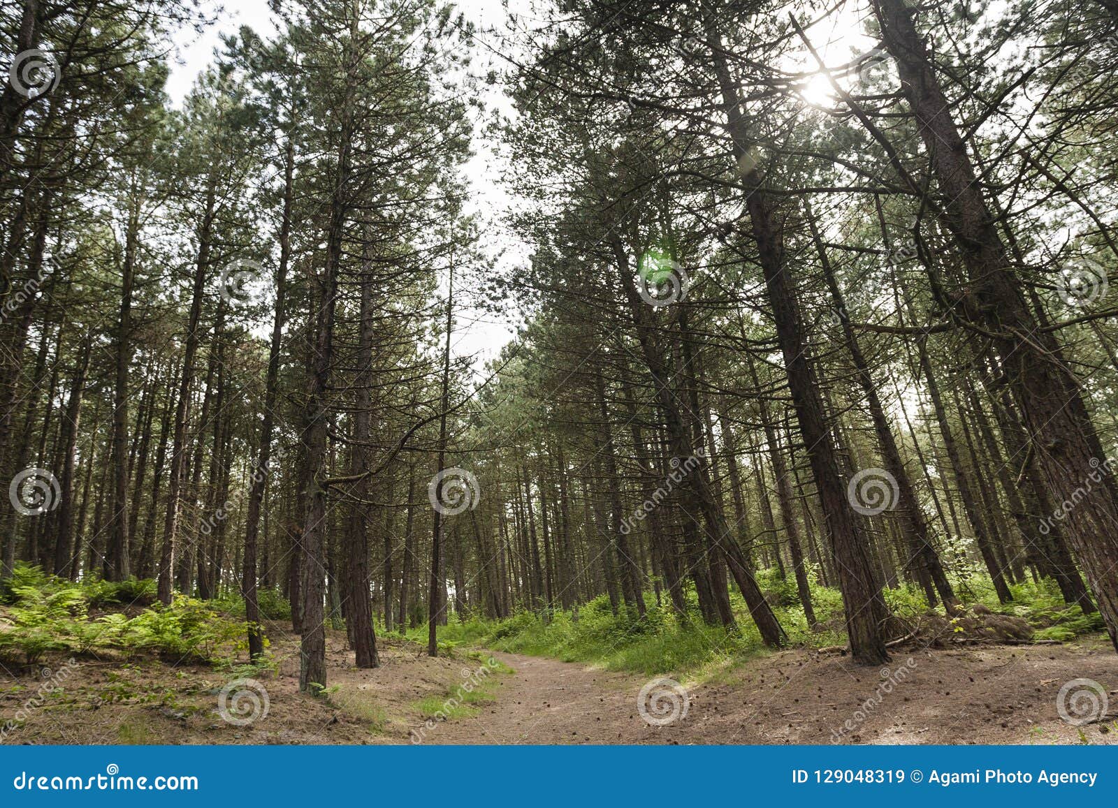 Naaldbomen, coníferas imagen de archivo. Imagen de europa - 129048319