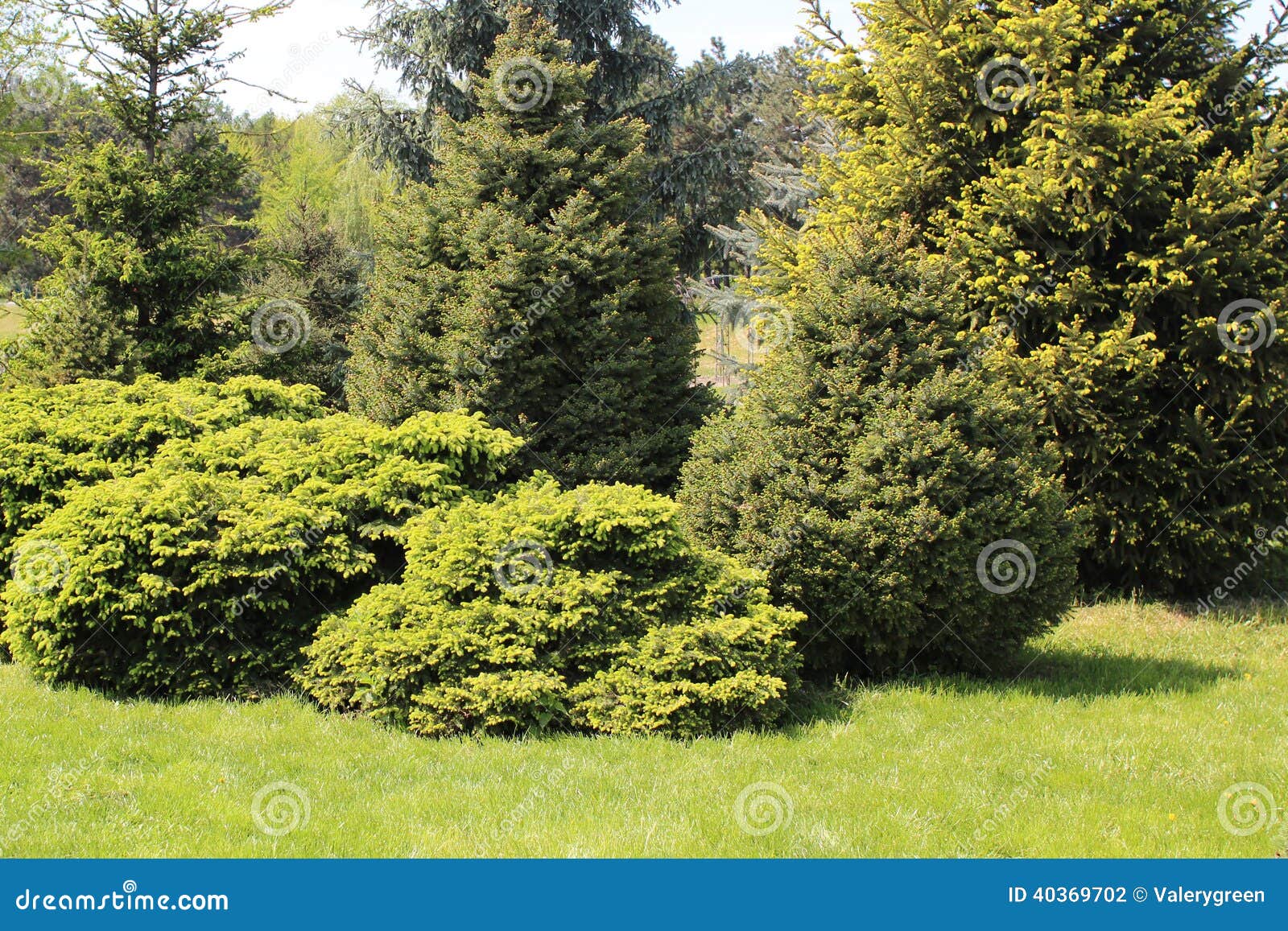 Naaldbomen in de tuin stock foto. Image of landschap - 40369702