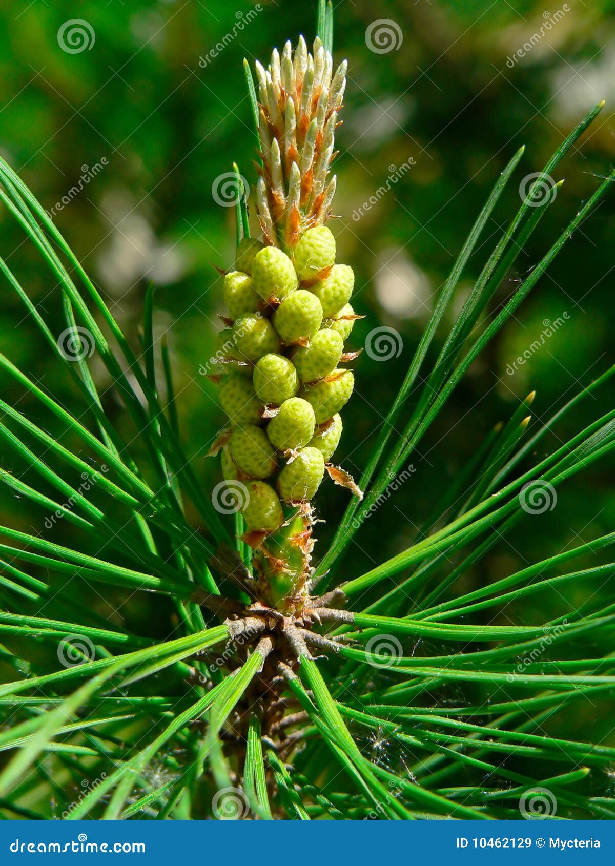 Naaldboom stock afbeelding. Image of flora, bloemen, groen - 10462129