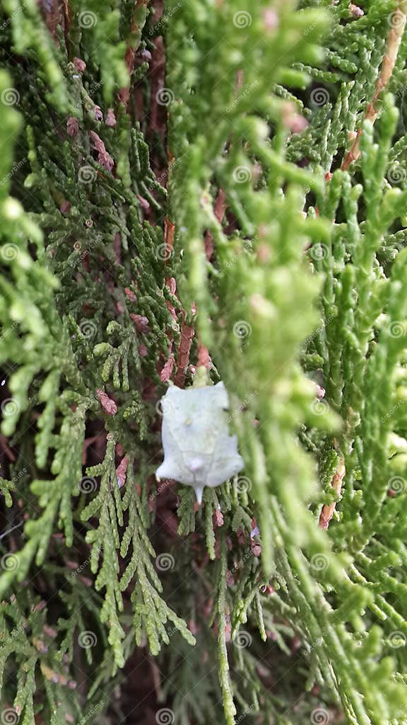 Naaldboom stock foto. Image of zaden, boom, groen, naaldboom - 54511006