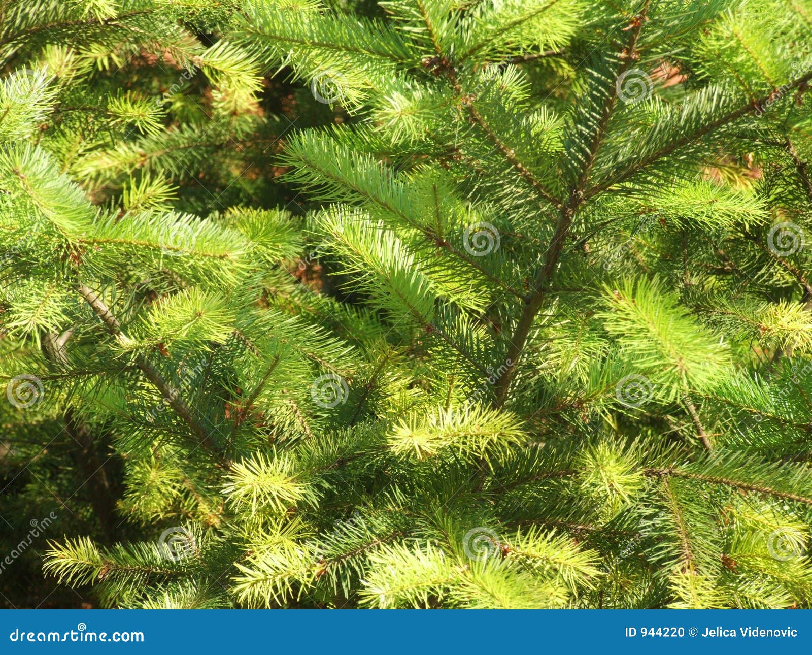 Naaldboom stock foto. Image of boom, kegels, pijnboom, macro - 944220