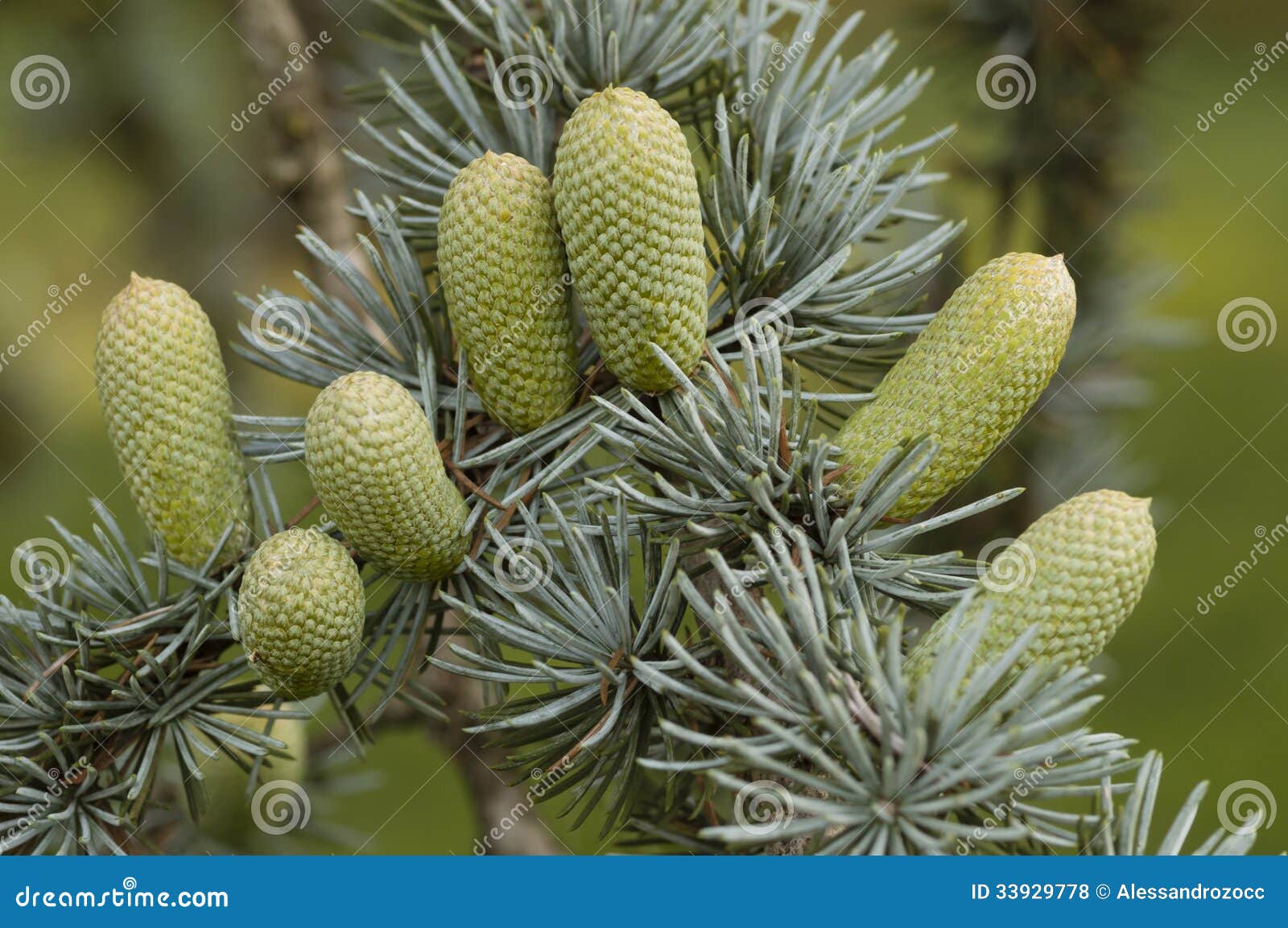 Naaldboom pinecones stock foto. Image of zaad, vrucht - 33929778