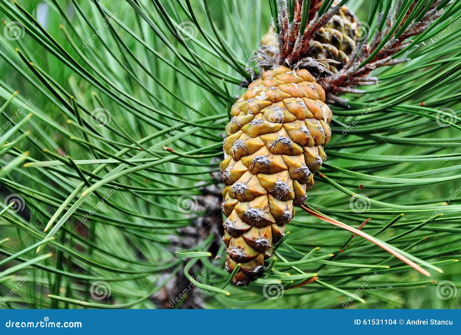 Naaldboomtak met kegel stock foto. Image of boom, steen - 61531104