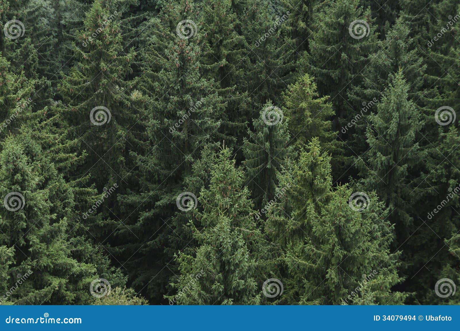 Naaldbos stock foto. Image of nave, naald, milieu, platteland - 34079494