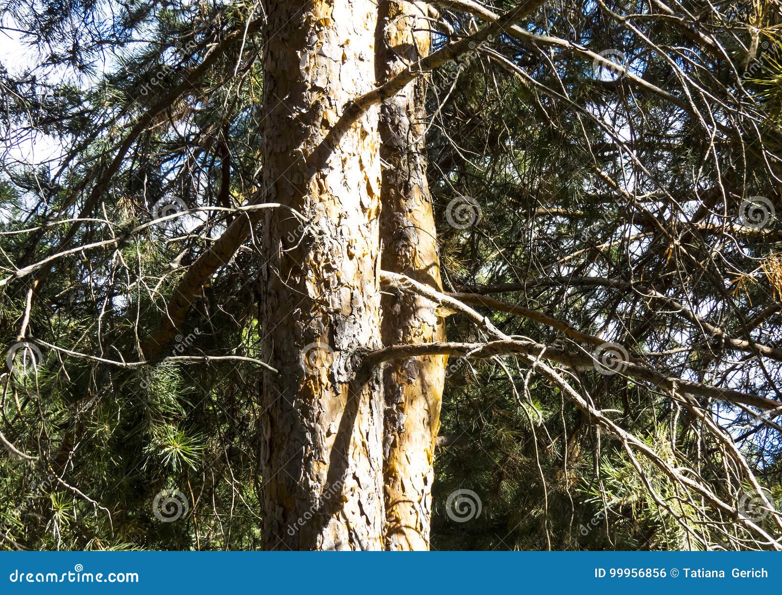 Naaldbos stock foto. Image of naaldboom, overzicht, schors - 99956856