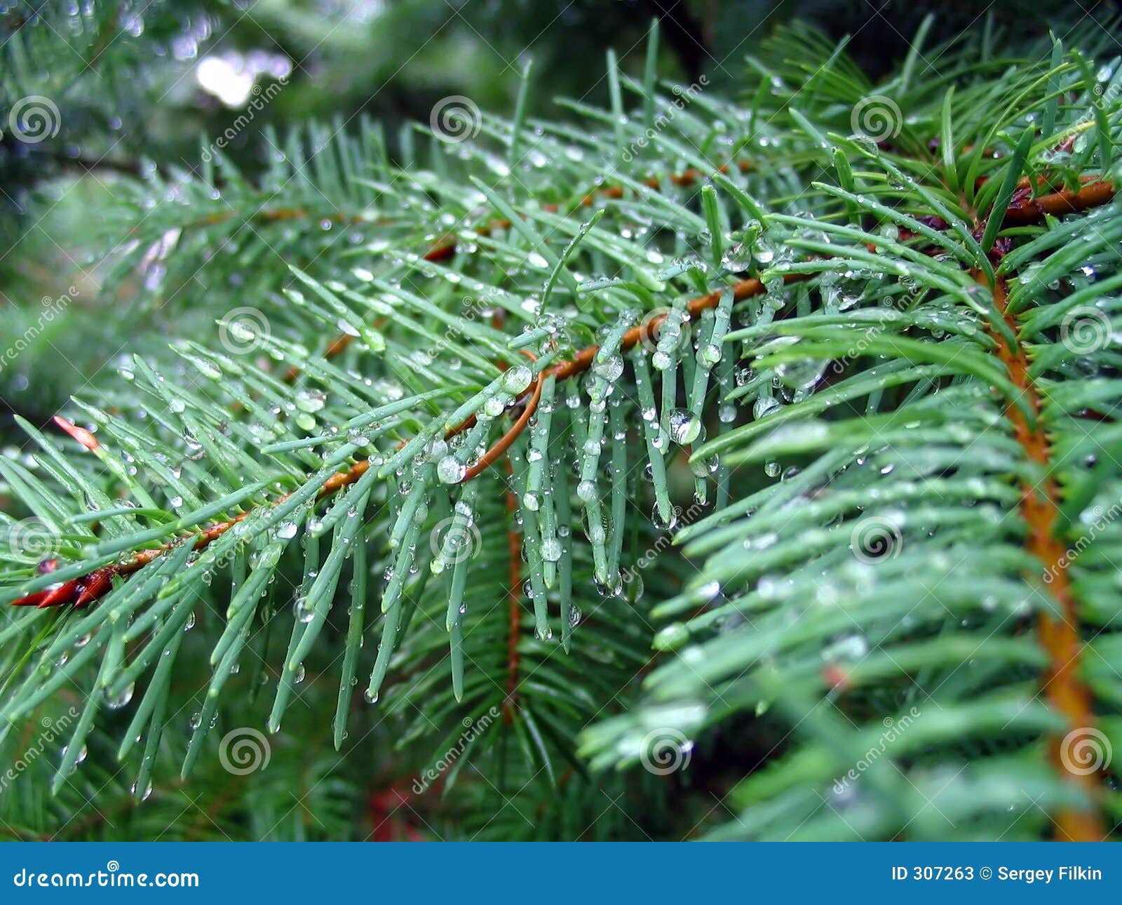 Naalden van een Spar stock afbeelding. Image of naald, naalden - 307263