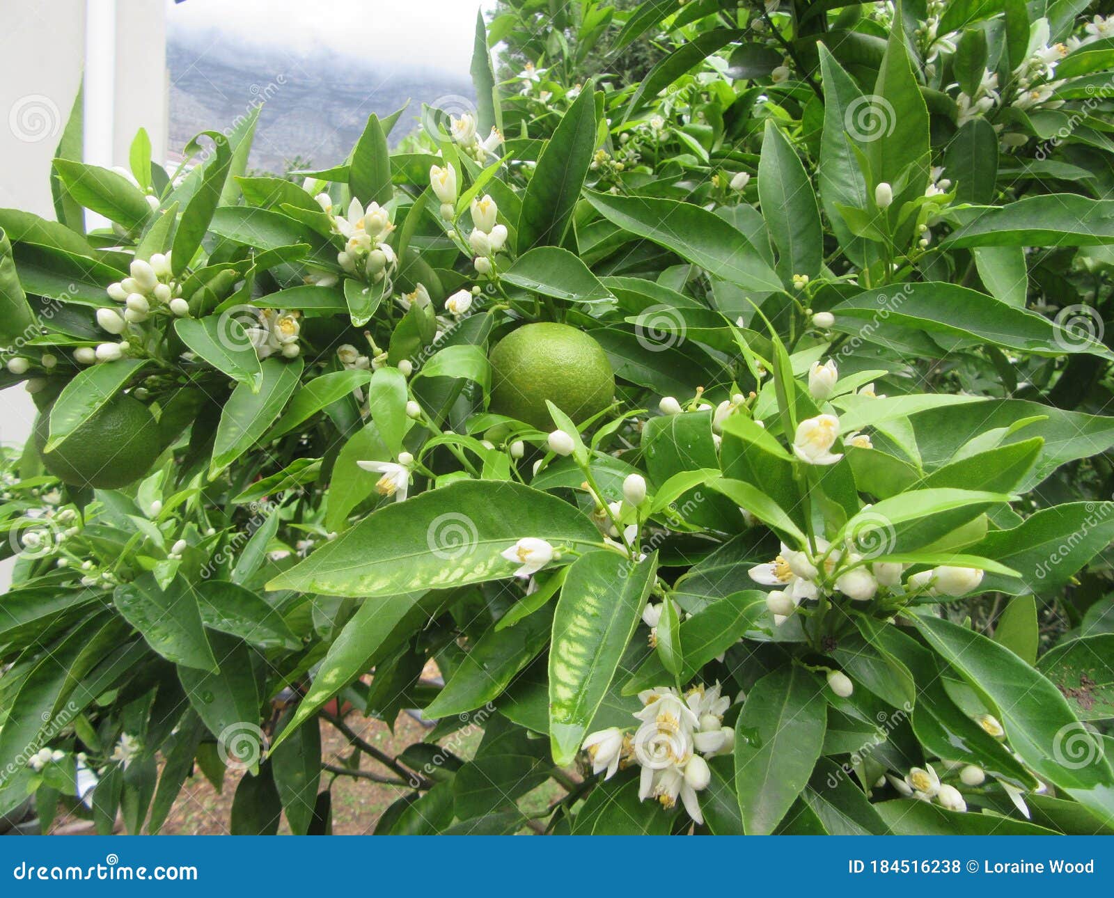 Naartjie Tree in blossom stock photo. Image of lesson - 184516238