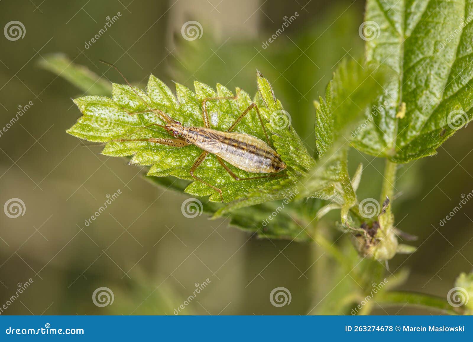 Nabis Limbatus Small Insect on a Green Leaf Stock Photo - Image of ...