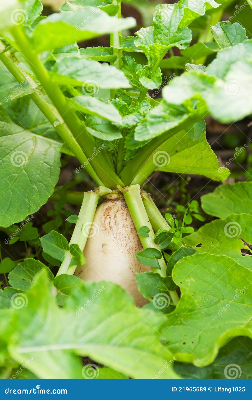 Nabo imagen de archivo. Imagen de agricultura, tierra - 21965689