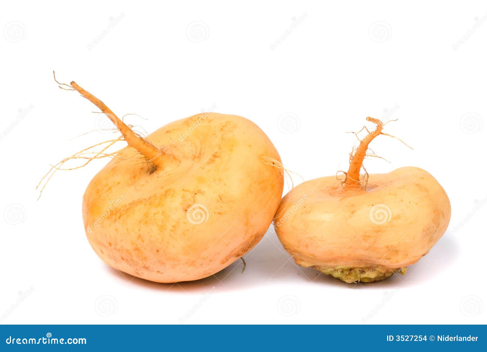 Nabo foto de archivo. Imagen de alimento, maduro, nabo - 3527254